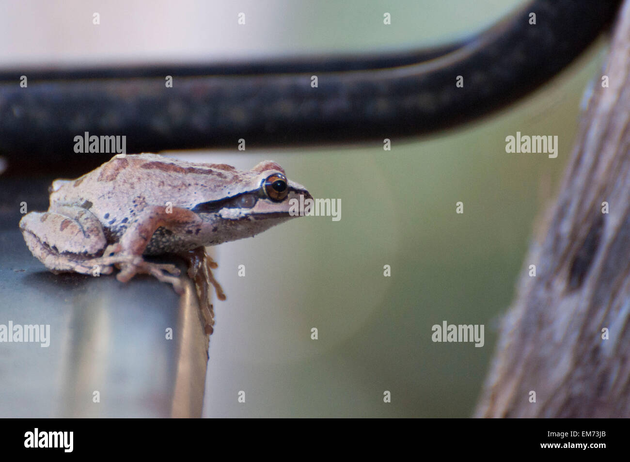 A Pacific Tree Frog has camouflaged itself by turning a brown as it ...