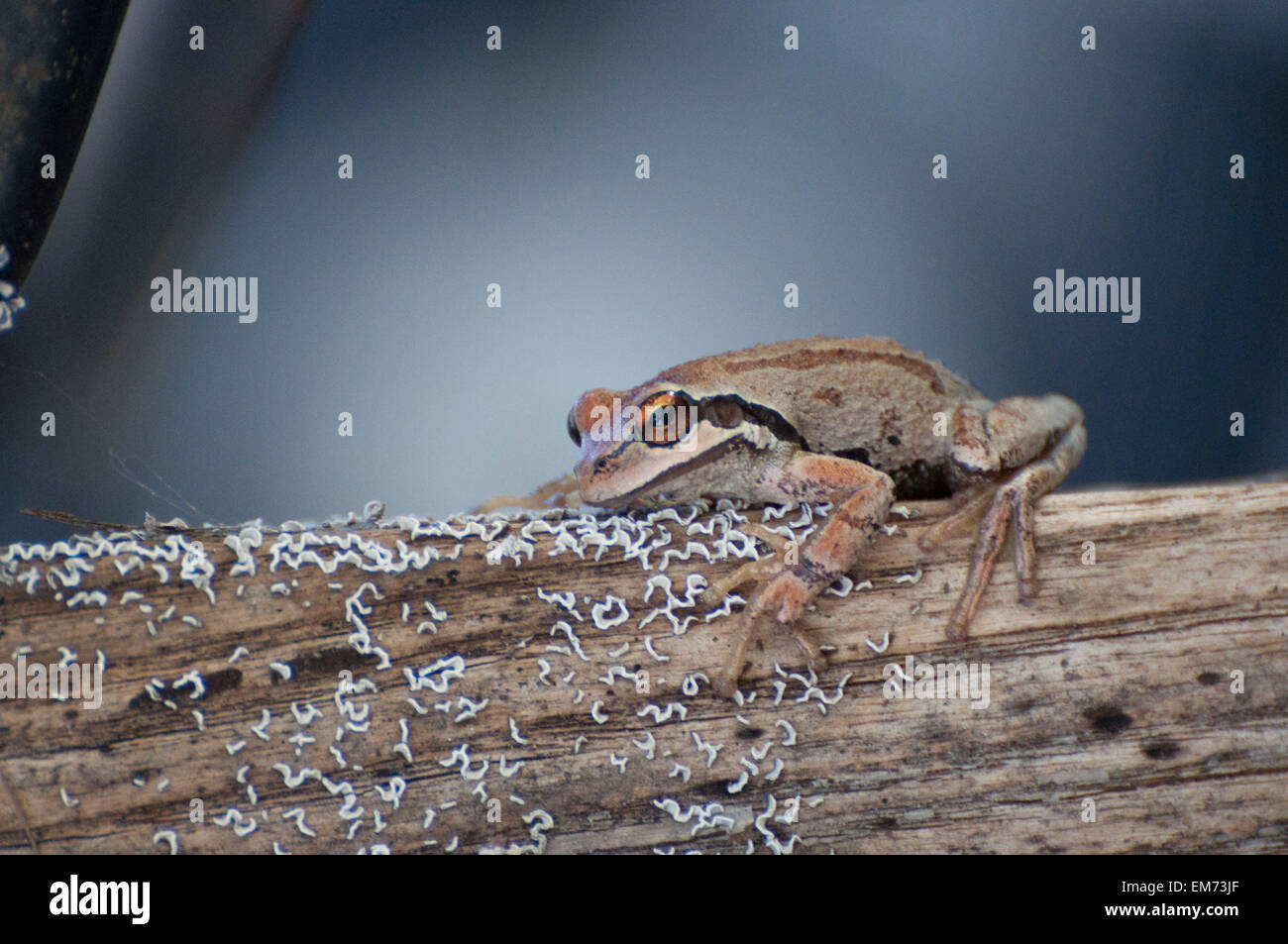 A Pacific Tree Frog has camouflaged itself on an old log covered with ...
