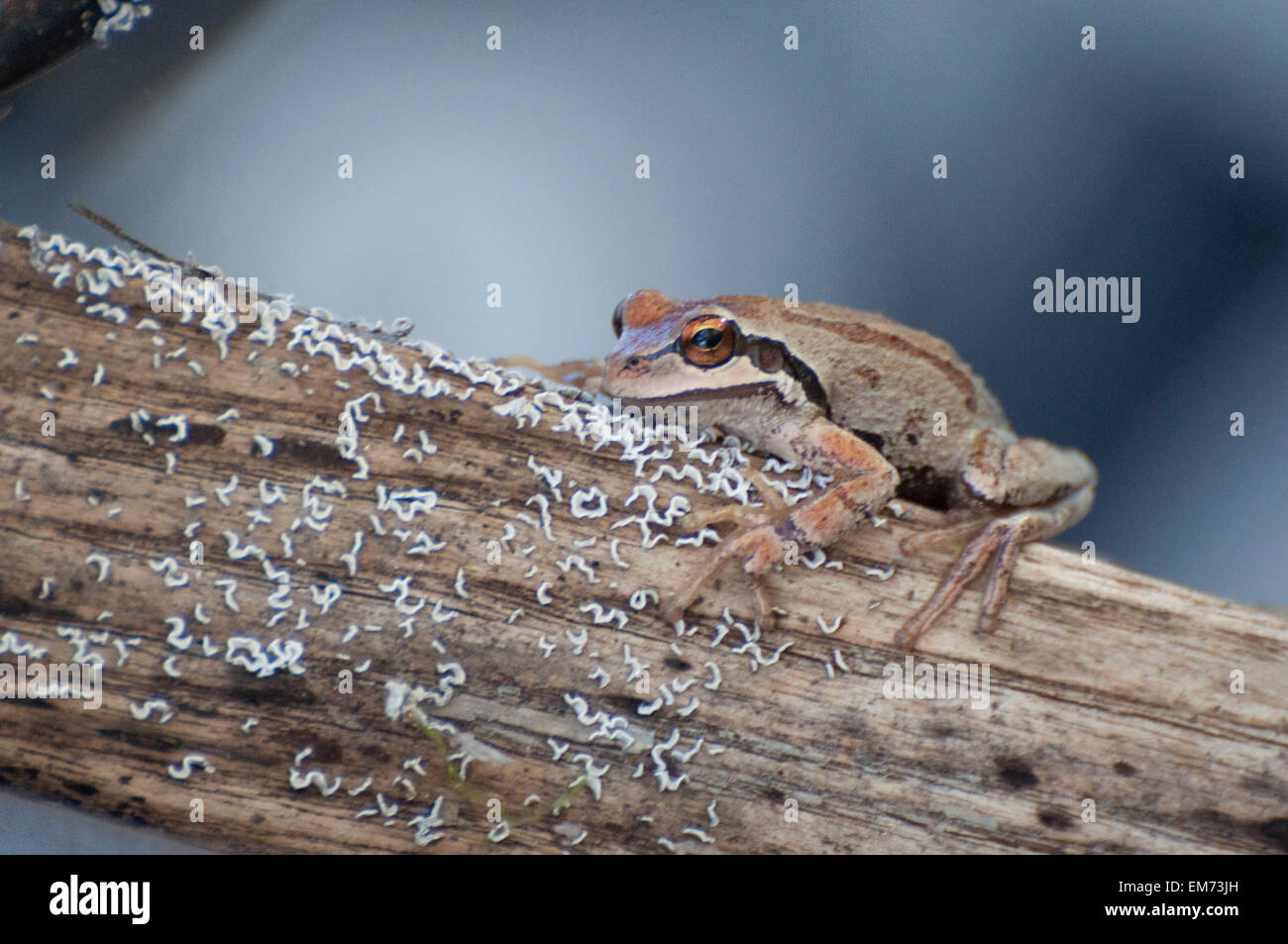 A Pacific Tree Frog has camouflaged itself on an old log covered with ...