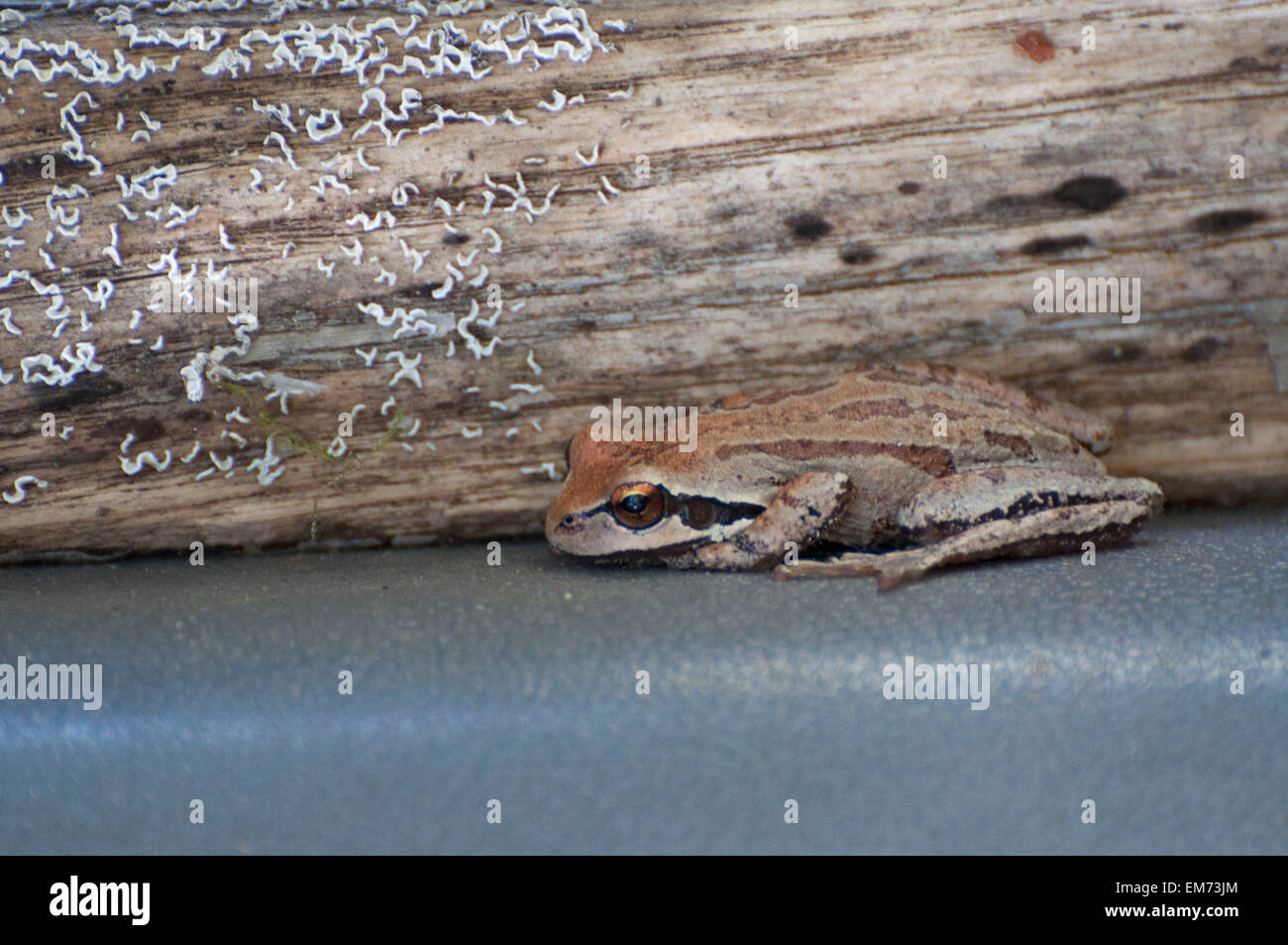 Washington state amphibian hi-res stock photography and images - Alamy