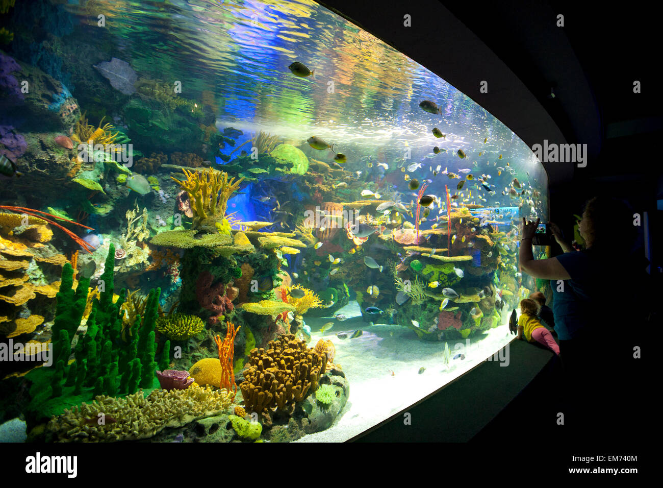 Saltwater aquarium hi-res stock photography and images - Alamy