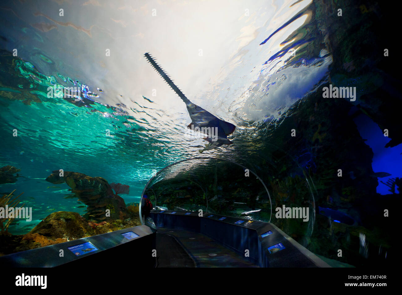 TORONTO- SEPTEMBER 15, 2014: The aquarium at Ripley's Aquarium Canada ...