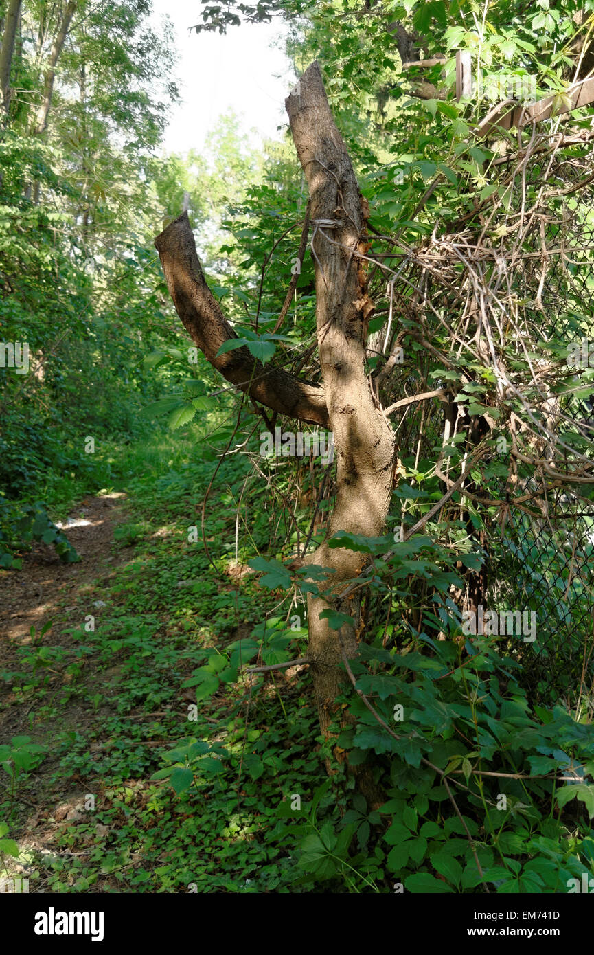Dried trunk in hi-res stock photography and images - Alamy