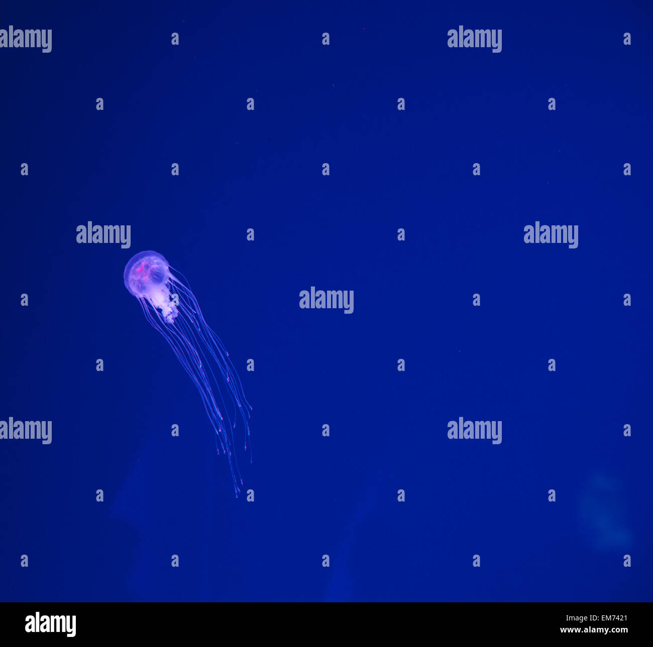 Water cnidaria hi-res stock photography and images - Alamy