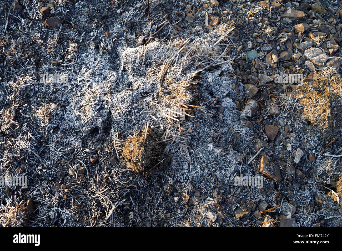 Burnt grass hi-res stock photography and images - Alamy