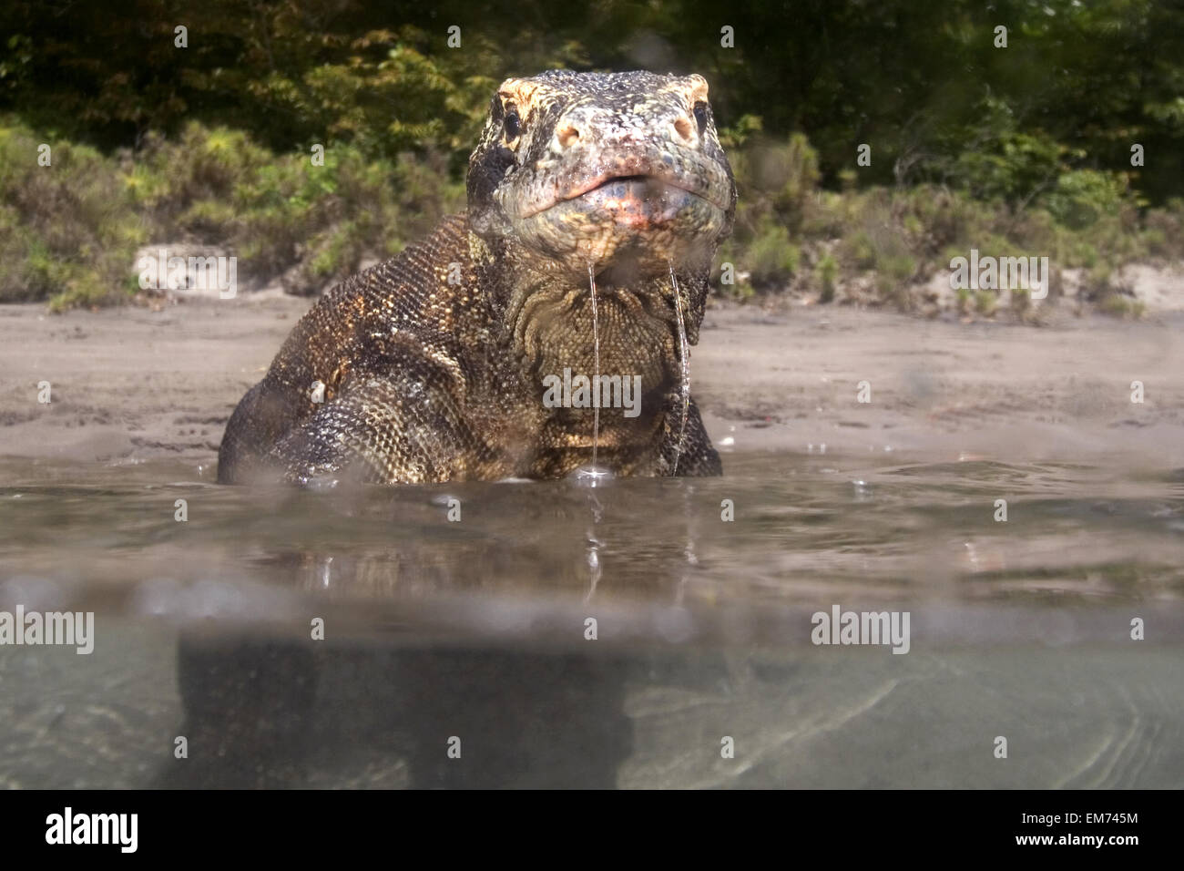 Indonesia, Komodo Dragon National Park, Split View Of Komodo Dragon In ...