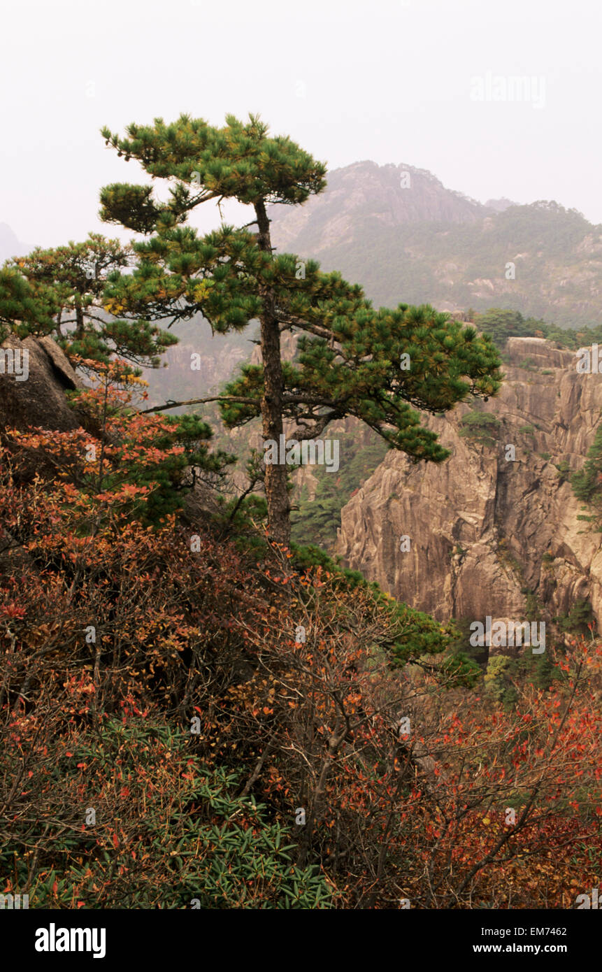 China, Mt. Huangshan (Yellow Mountain), Pine Trees On Steep Cliffs ...