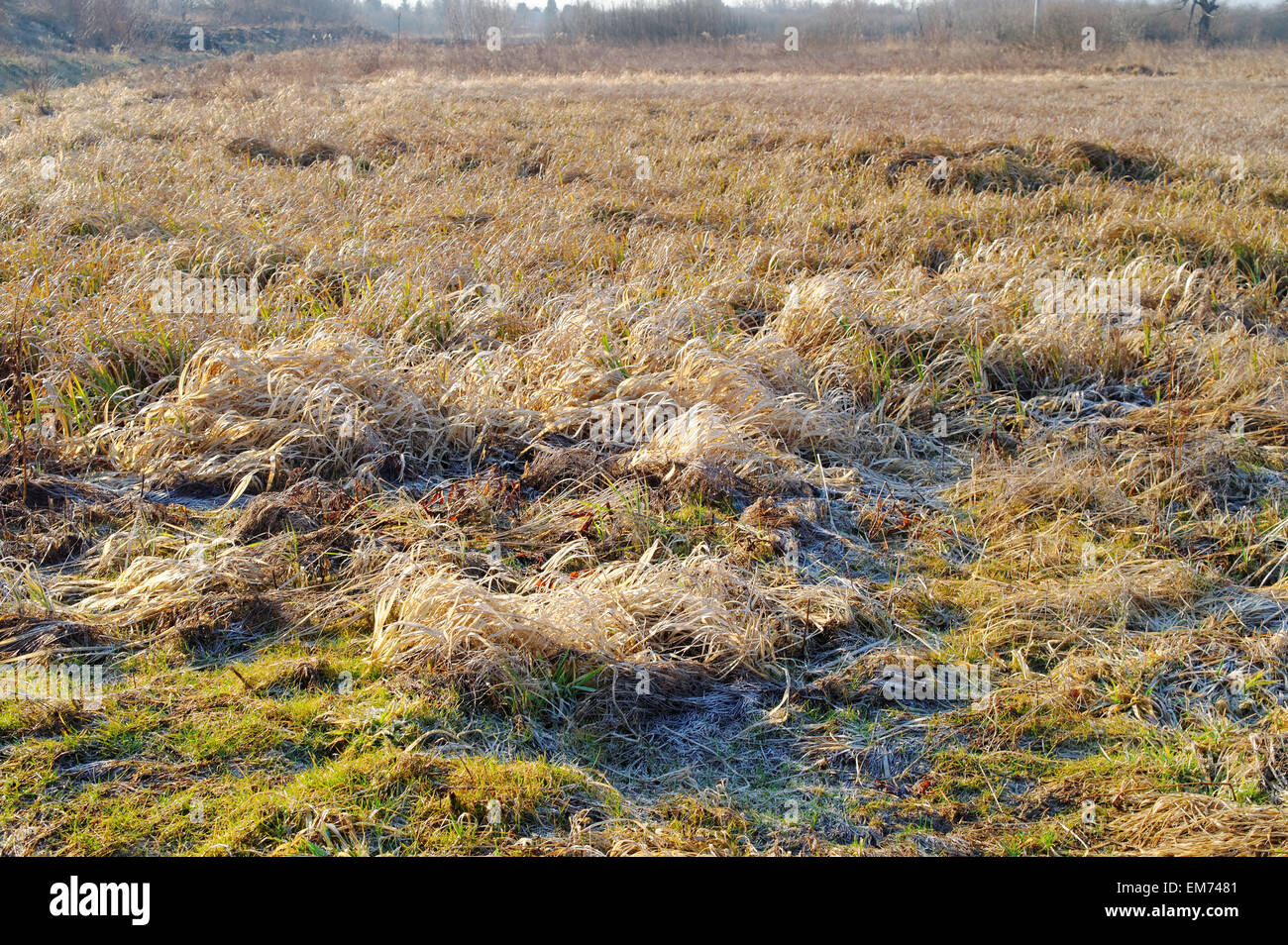 dried grass on a field at the early spring sunny day Stock Photo - Alamy