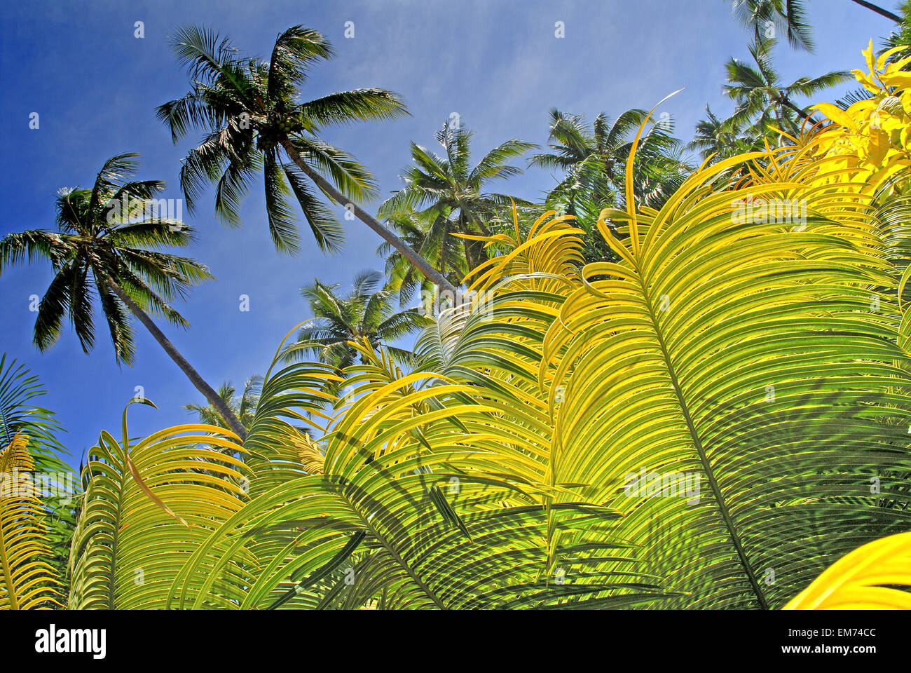 Himani Stock Photos & Himani Stock Images - Alamy