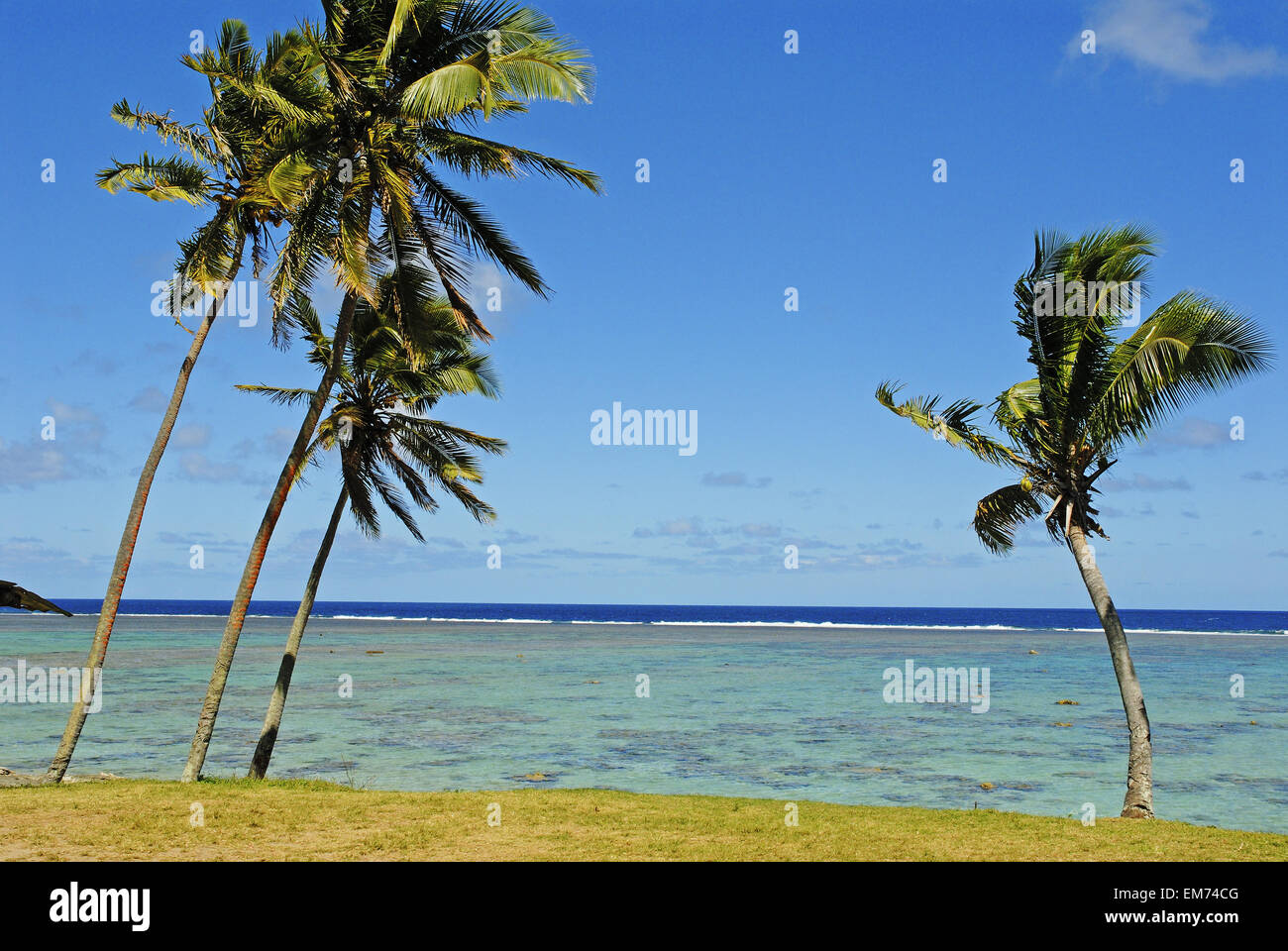 Fiji, Viti Levu, Coral Coast, Grassy Shoreline With Three Palm Trees ...
