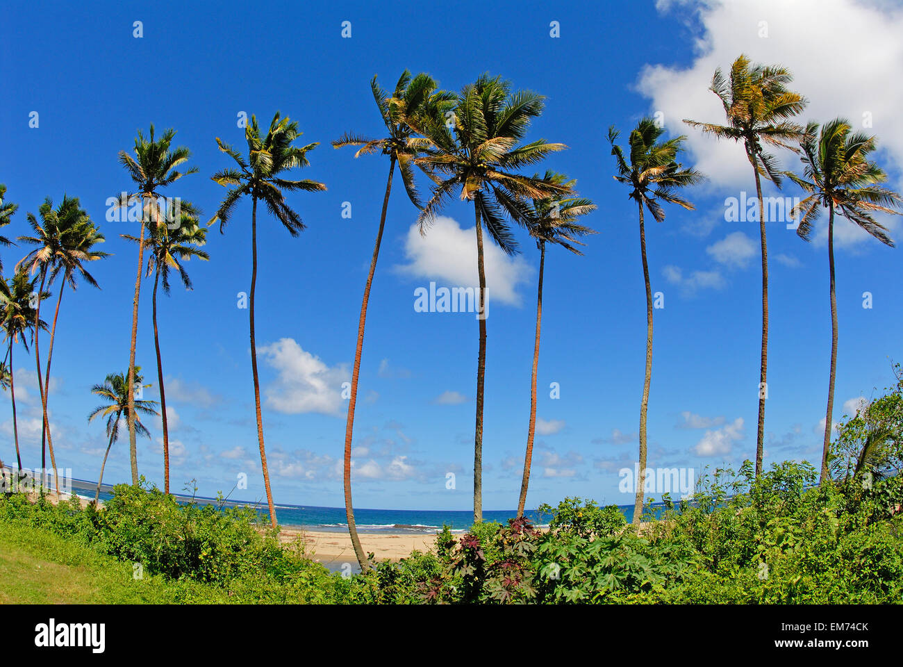 Fiji, Tall Palm Trees Line A Tropical Beach Stock Photo - Alamy