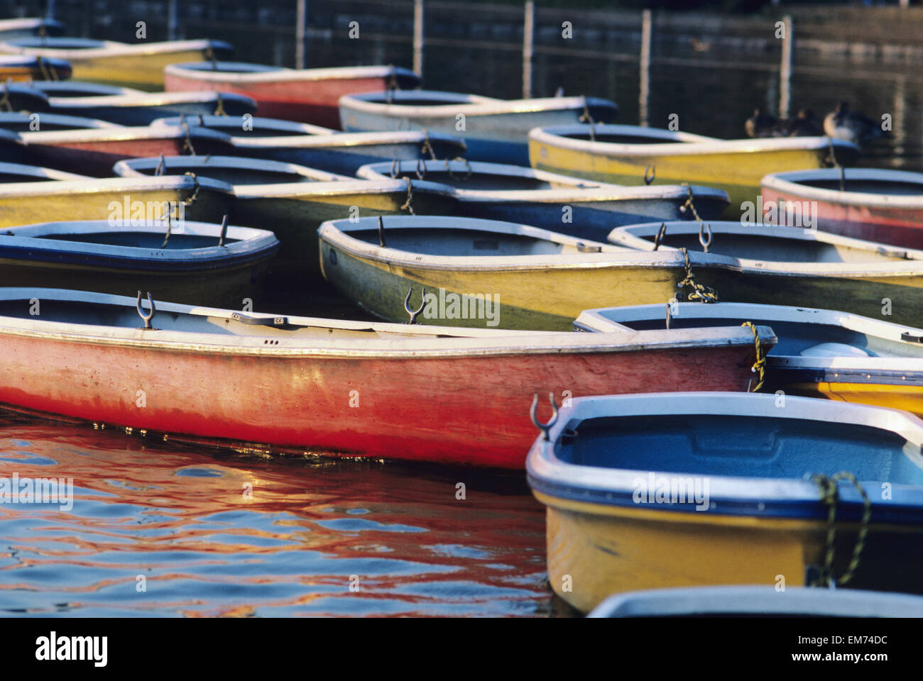 Japan, Tokyo, Ueno Park, Colorful Row Boats Tied Together On Lake Stock ...