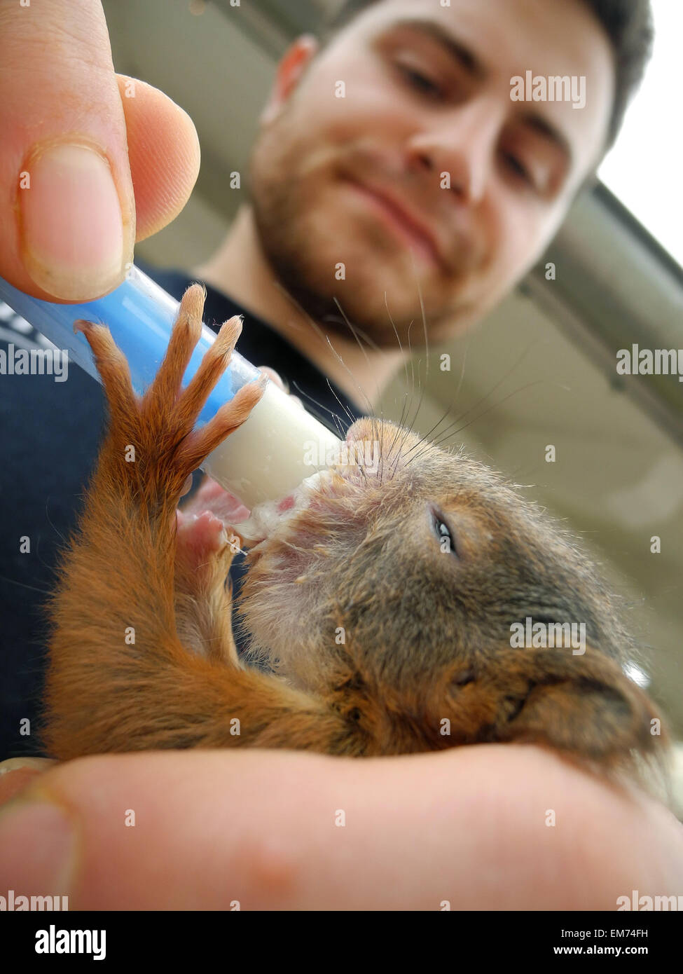 Ulm, Germany. 16th Apr, 2015. Animal carer Jonas Galler feeds a few ...