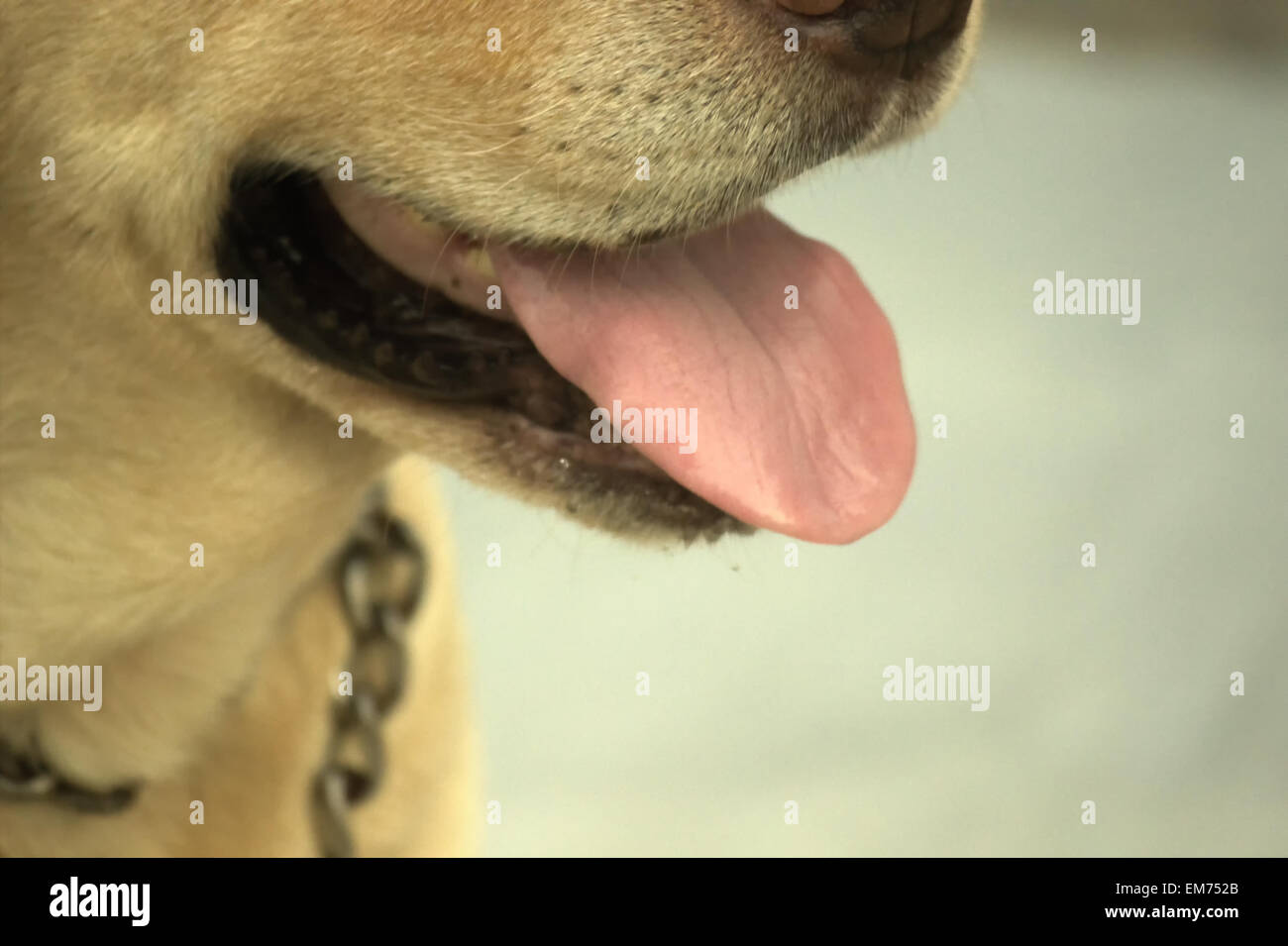 Smiling dog hi-res stock photography and images - Alamy