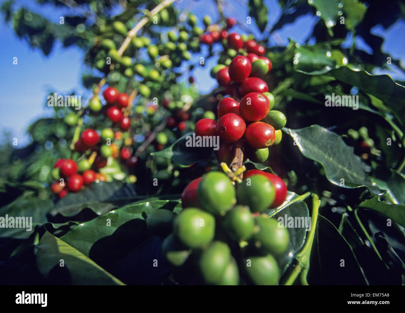 Red Ripe Coffee Cherry Ready To Be Picked On Plant Stock Photo - Alamy