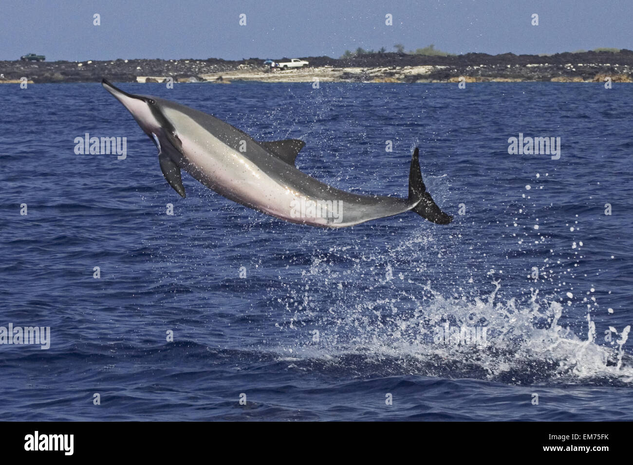 Hawaii, Big Island, Kona, Hawaiian Long-Snouted Spinner Dolphin ...