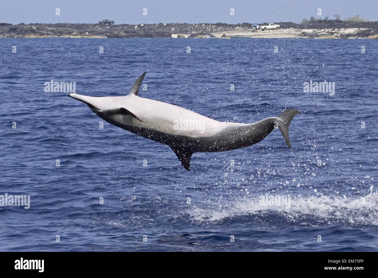 Hawaii, Big Island, Kona, Hawaiian Long-Snouted Spinner Dolphin ...