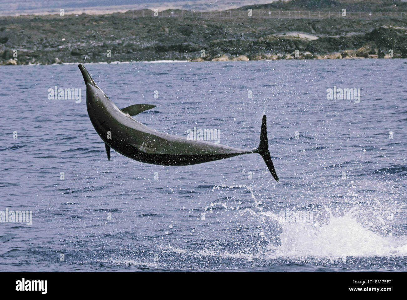 Hawaii, Big Island, Kona, Hawaiian Long-Snouted Spinner Dolphin ...
