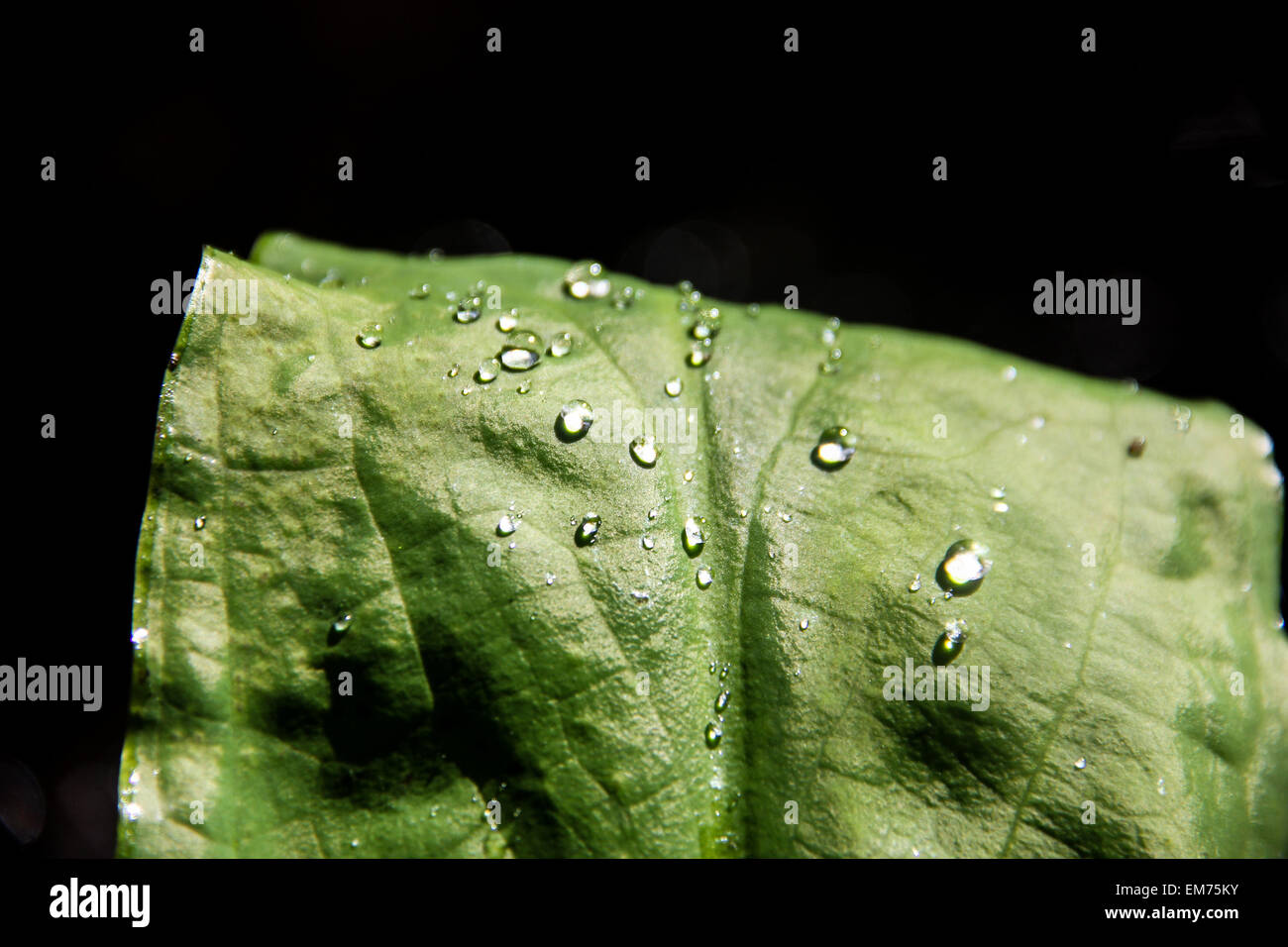 Mist drops hi-res stock photography and images - Alamy
