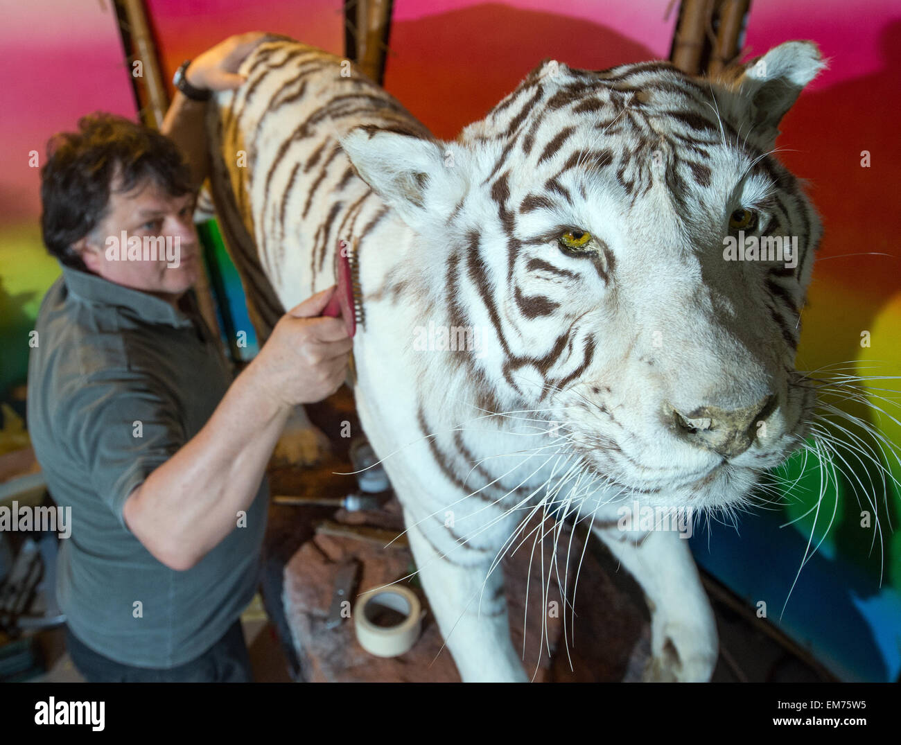 Trebus, Germany. 16th Apr, 2015. Taxidermist Thomas Winkler works on a ...