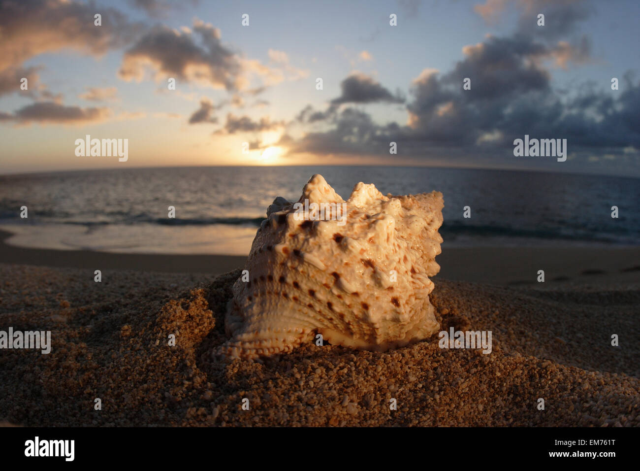 Hawaii, Oahu, North Shore, Seashell Laying In The Sand With Sun Setting ...
