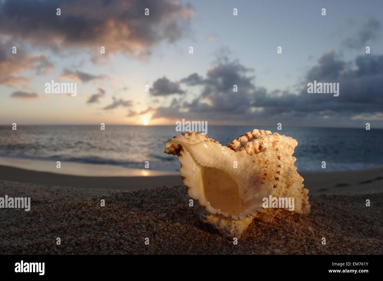 Hawaii, Oahu, North Shore, Seashell Laying In The Sand With Sun Setting ...