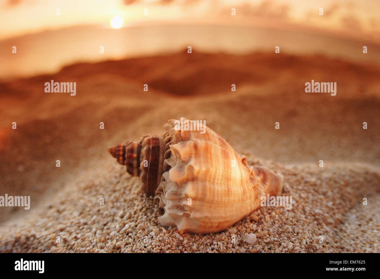 Hawaii, Oahu, North Shore, Seashell Laying In The Sand With Sun Setting ...