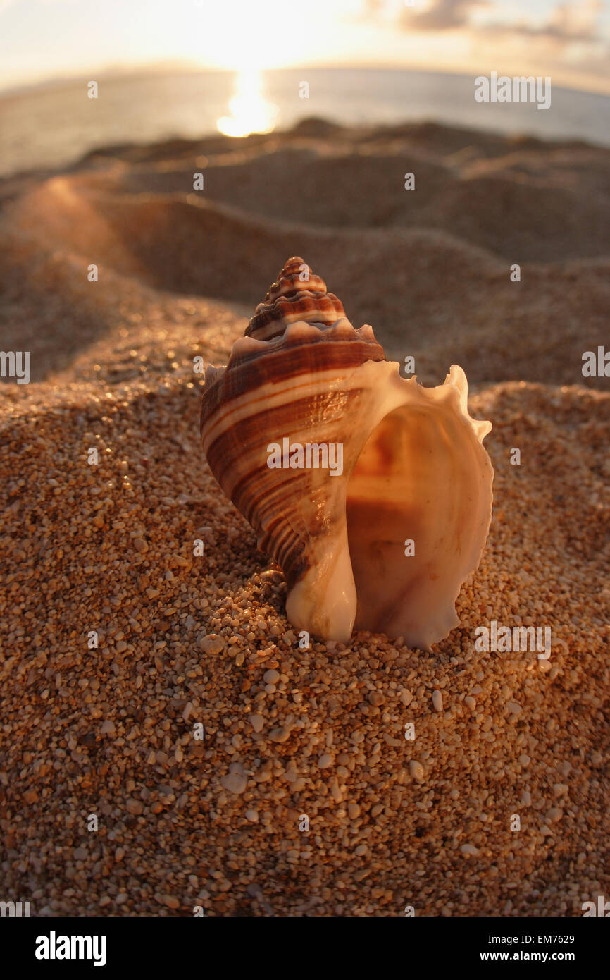 Hawaii, Oahu, North Shore, Seashell Stuck In The Sand With Sun Setting ...