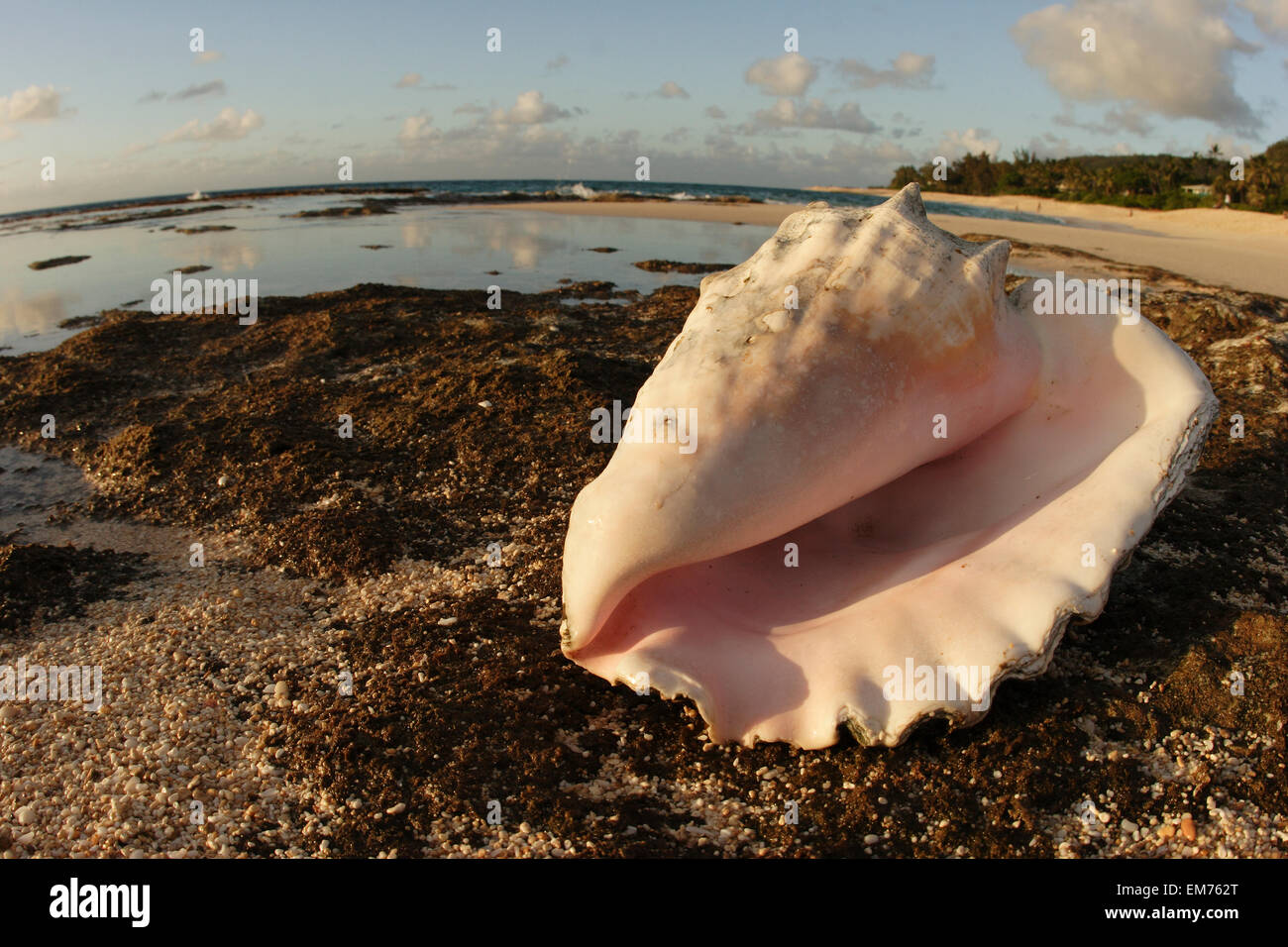 Hawaii, Oahu, North Shore, Conch Shell Laying On The Rocky Shore By A ...