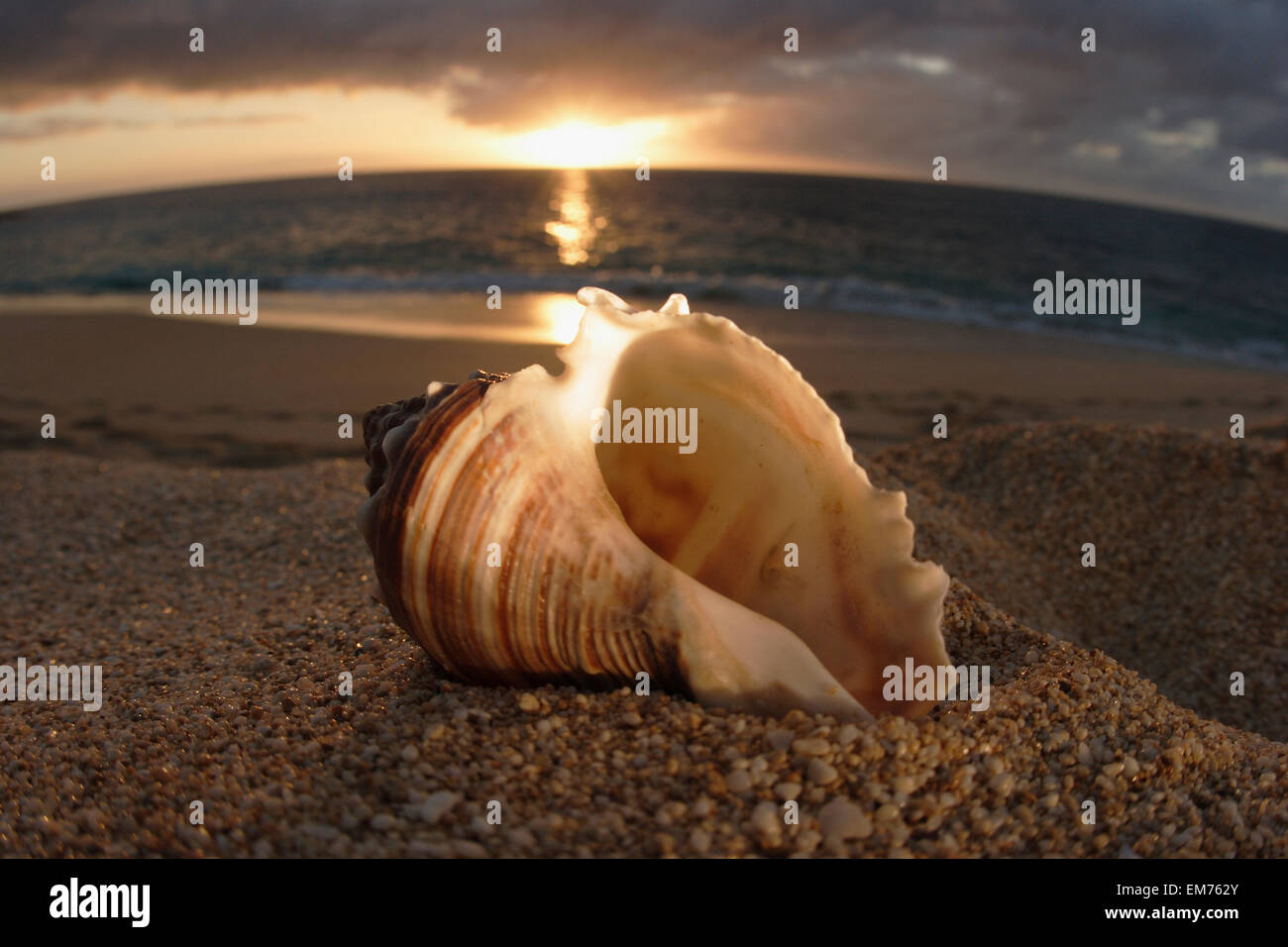 Hawaii, Oahu, North Shore, Conch Shell Laying In The Sand With Sun ...