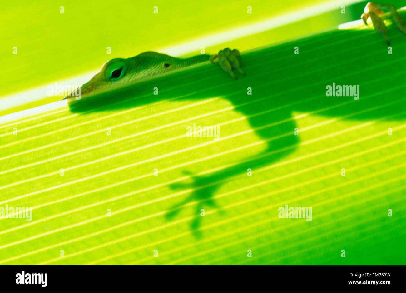 Silhouette lizard banana leaf hi-res stock photography and images - Alamy