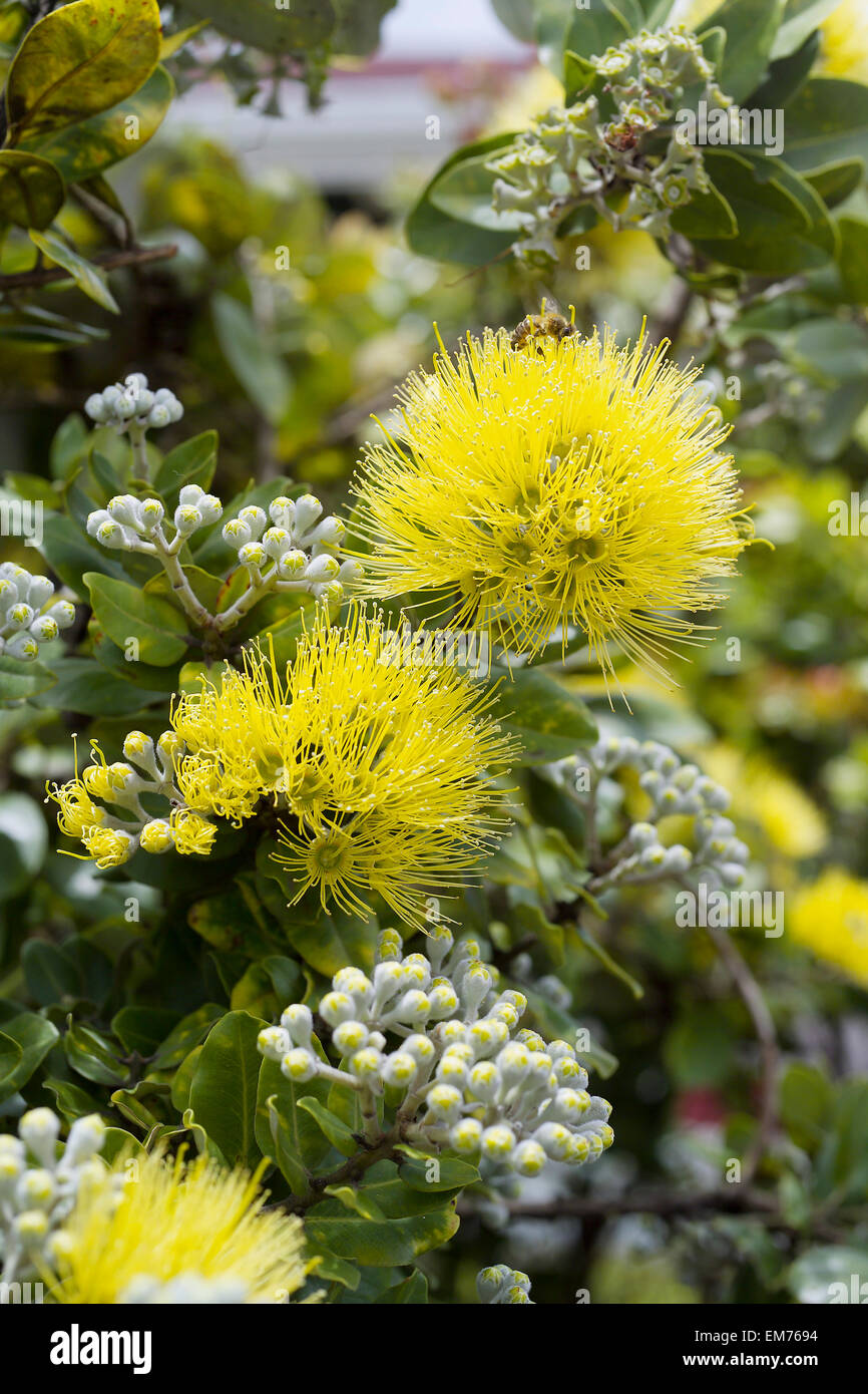 Hawaii, Big Island, Rare Yellow Ohia Lehua, Metrosideros Collina Ssp ...