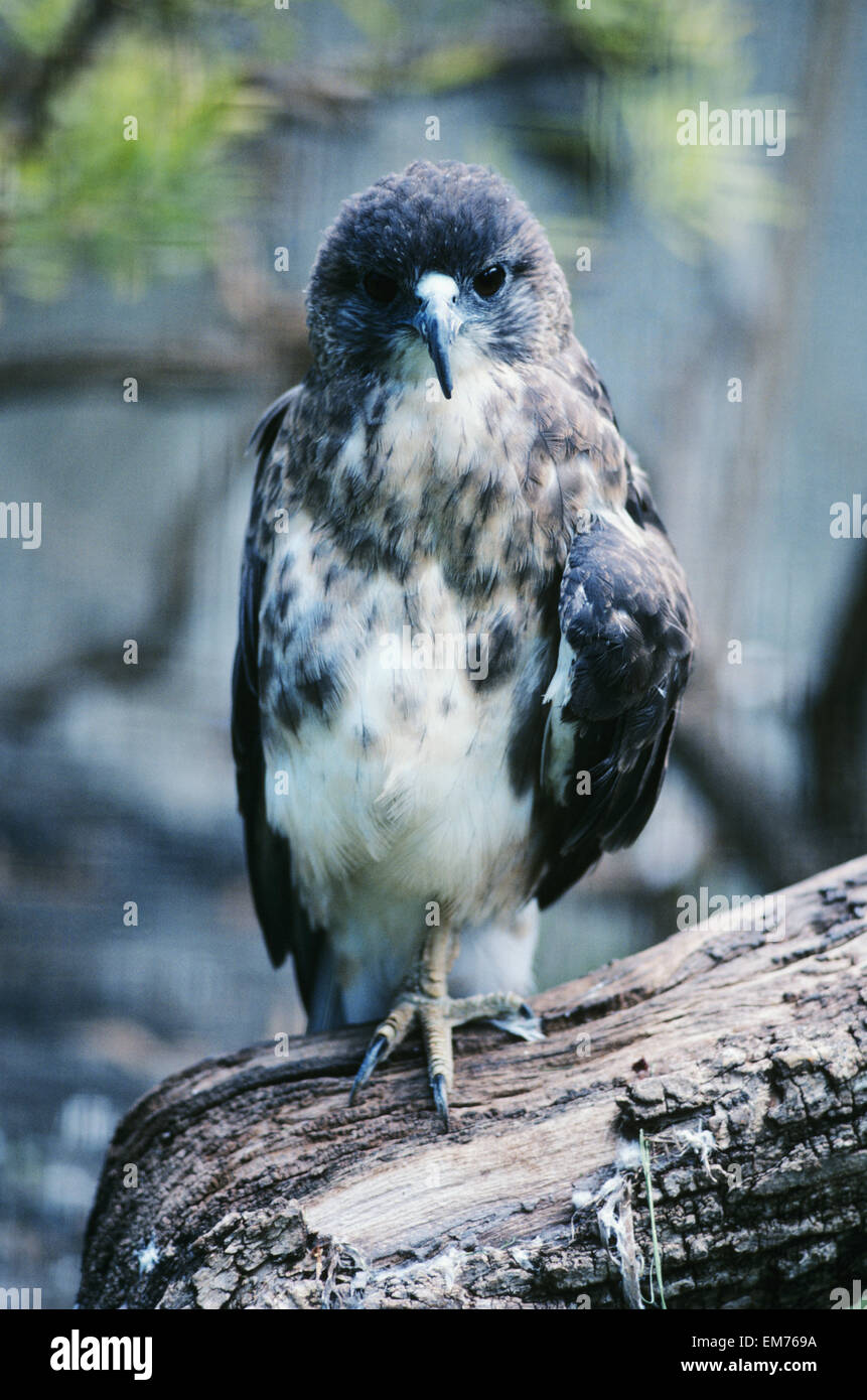 Hawaiian hawk hi-res stock photography and images - Alamy
