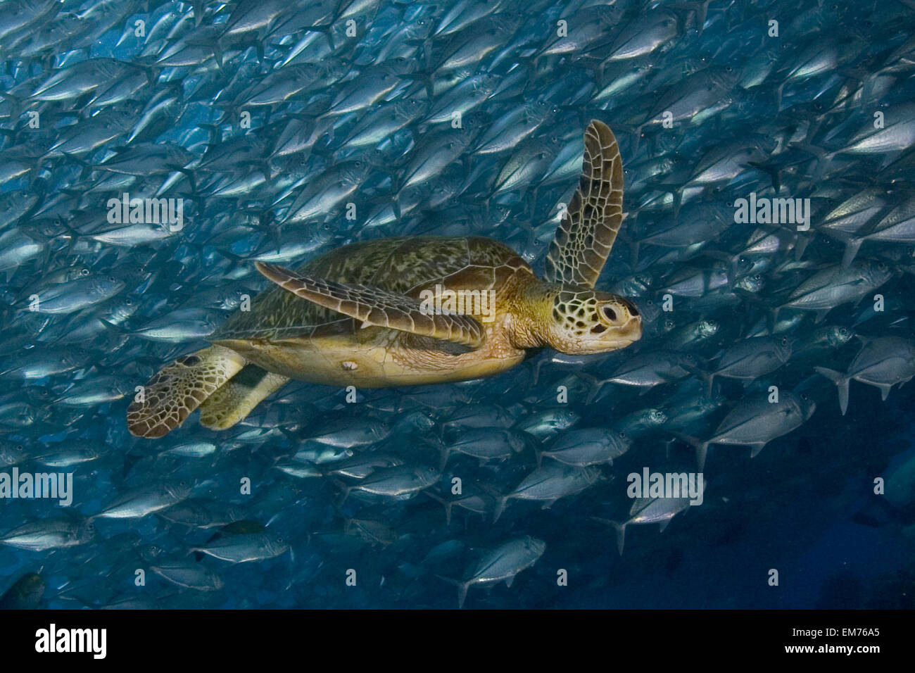 Malaysia, Mabul Island, Green Sea Turtle (Chelonia Mydas) Swimming With ...