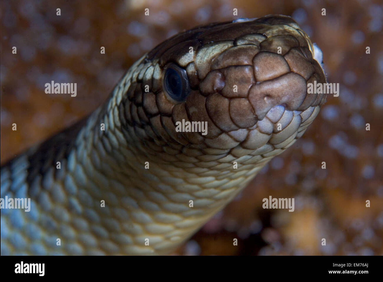Head sea snake hi-res stock photography and images - Alamy
