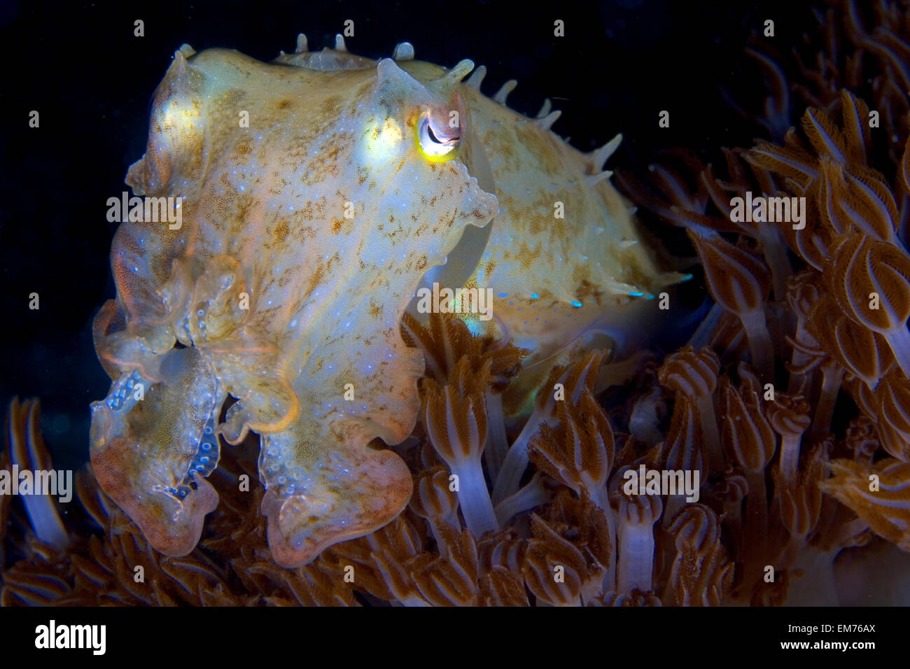 Indonesia, Pygmy Cuttlefish in dark water; Sangeang Island Stock Photo ...