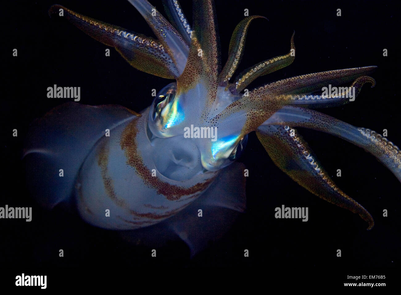 Indonesia, Oval Squid (Sepioteuthis Lessonia) at night; Banta Island ...