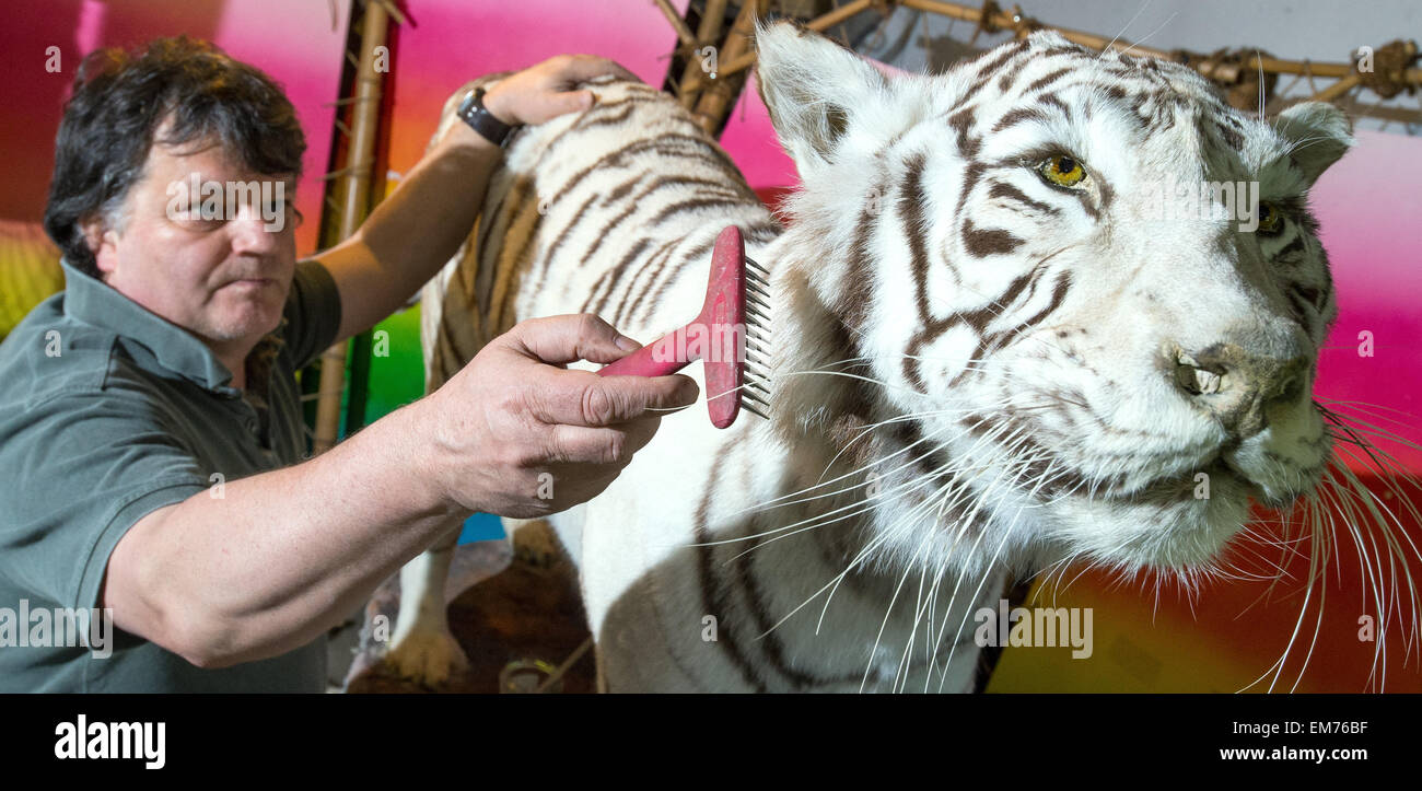 Trebus, Germany. 16th Apr, 2015. Taxidermist Thomas Winkler works on a ...