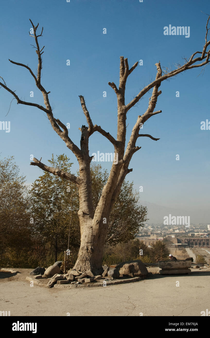 Tree At The Bagh-I-Babur Shah (Babur's Garden) - Kabul,, Afghanistan ...