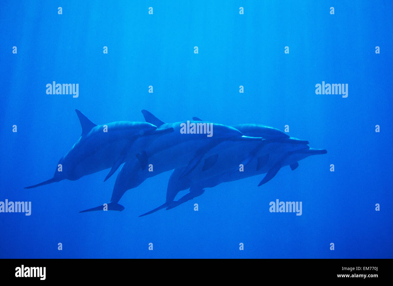 Hawaii, Dolphin Pod Swimming Together Underwater Stock Photo - Alamy