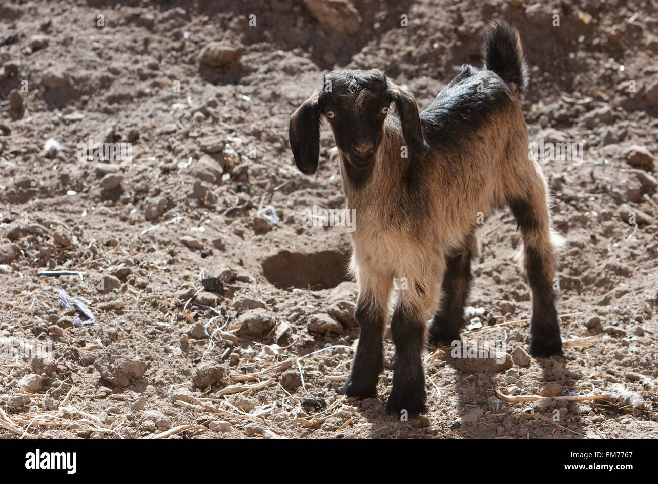 Small Goat In Aqrabat Valley, Bamian Province, Afghanistan Stock Photo ...