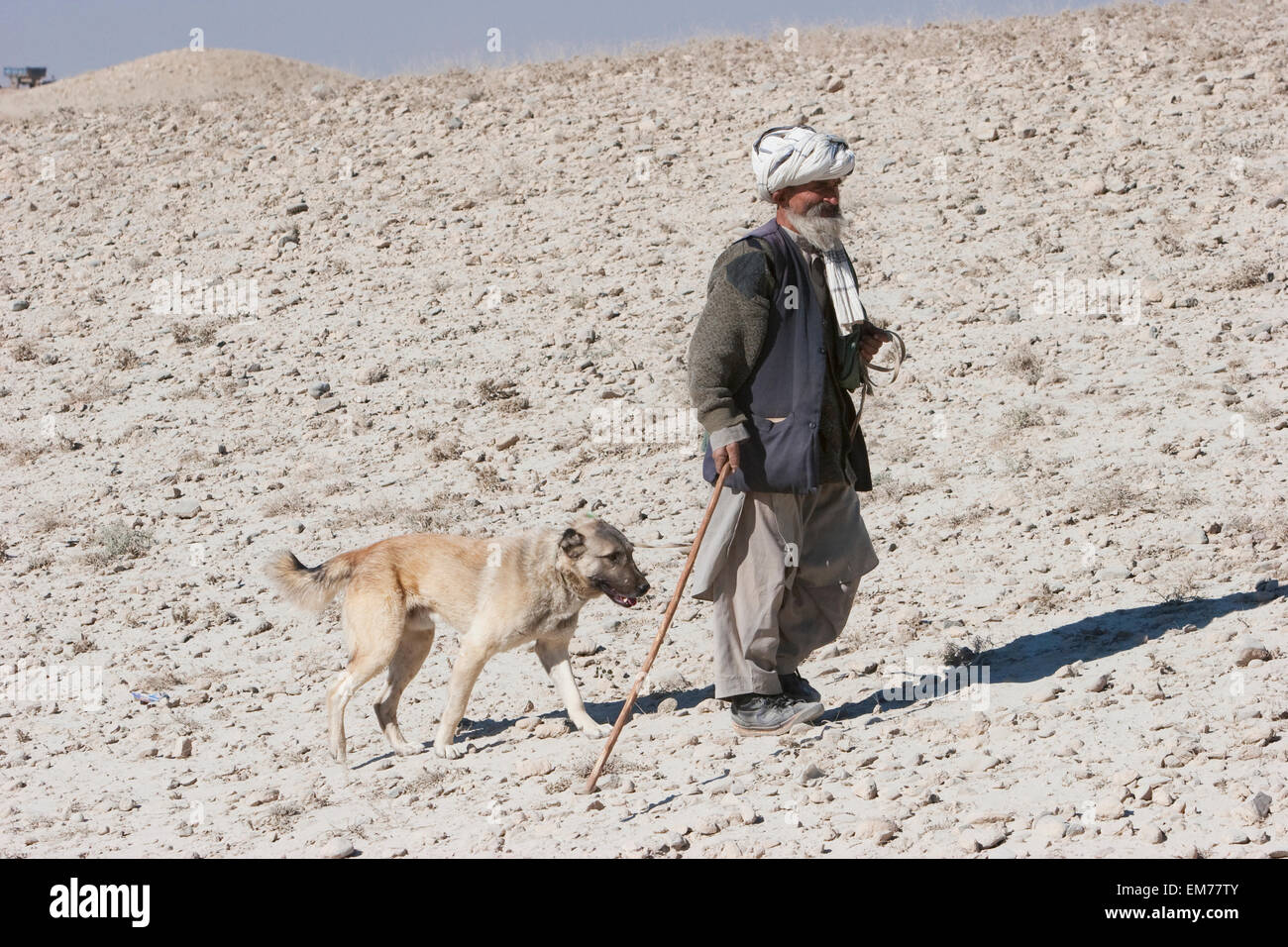 Afghan Shepherd Dog