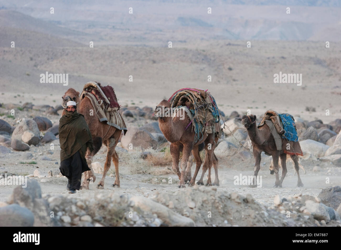 Kuchi Nomad Walks With His Camels Along The Shores Of The Kabul River ...