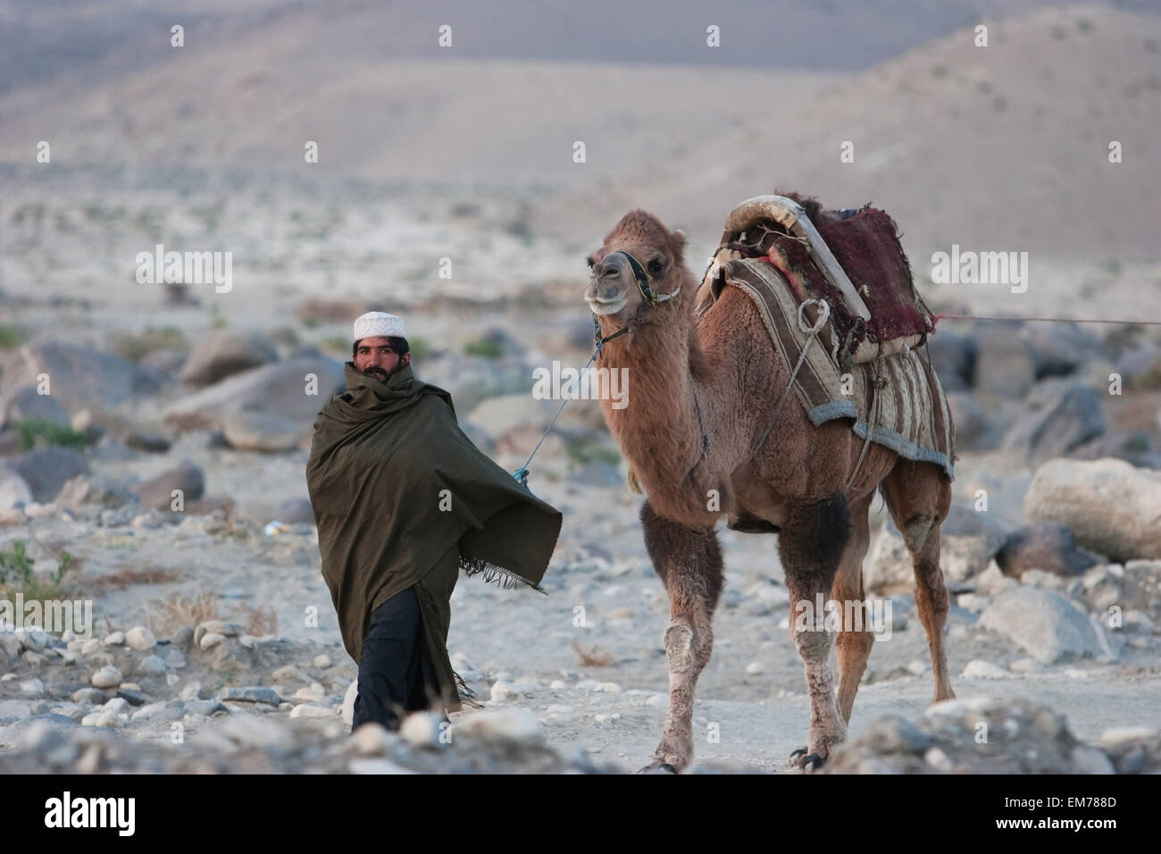 Kuchi Nomad Walks With His Camels Along The Shores Of The Kabul River ...