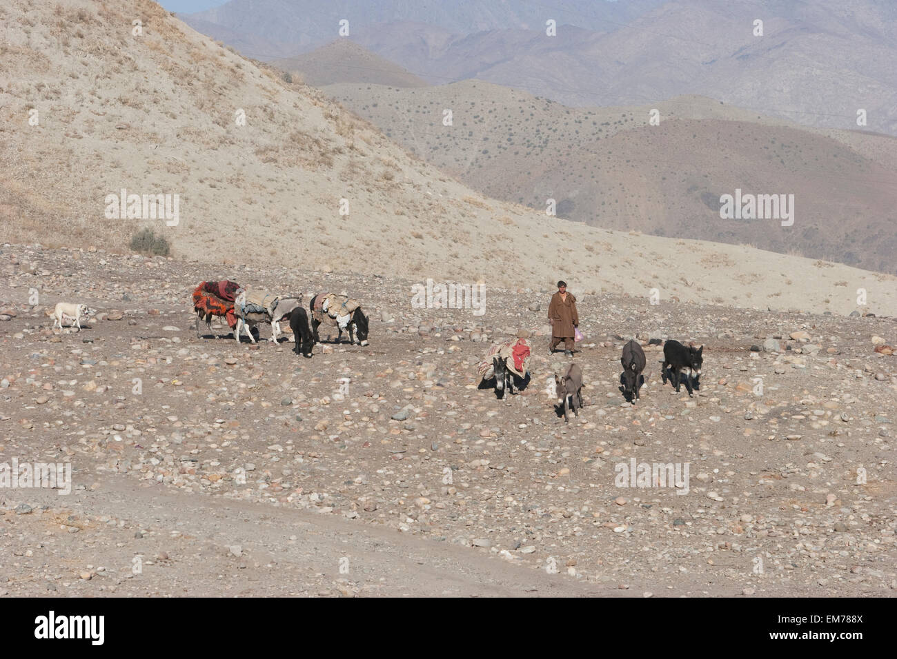 Kuchi Nomad And His Donkeys On The Kabul To Sarobi Road, Kabul Province ...