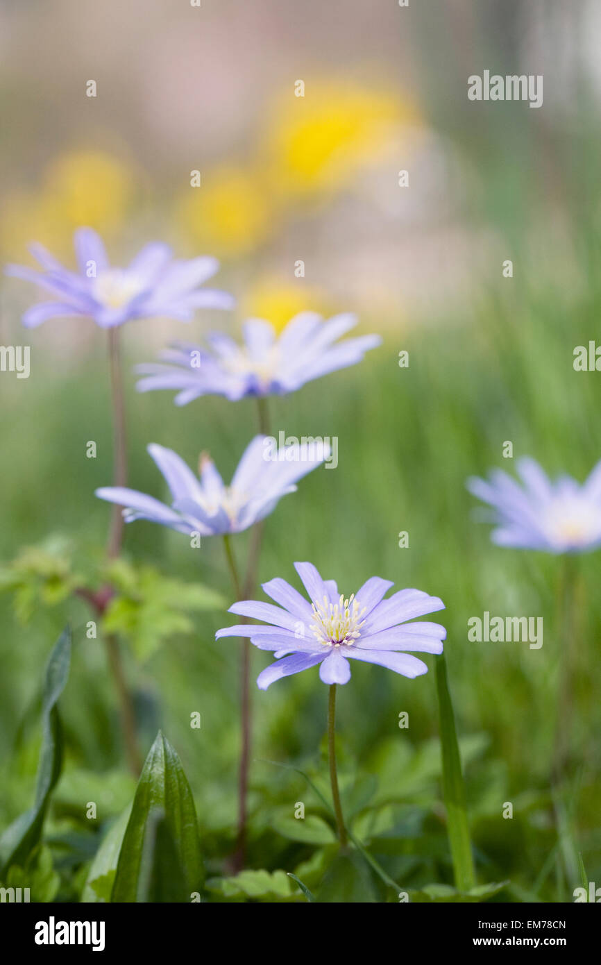 Blue spring flowers anemone hi-res stock photography and images - Alamy