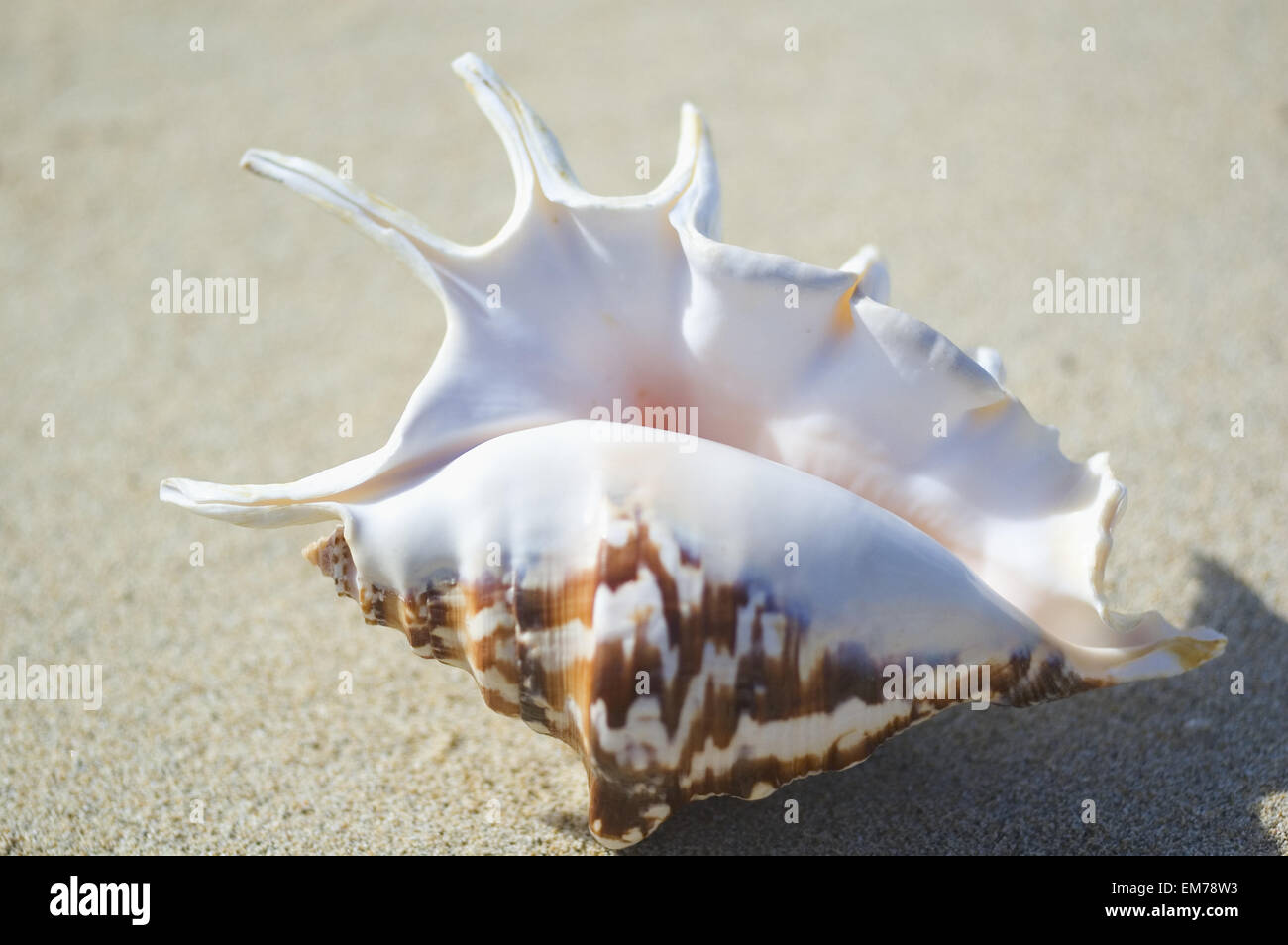 Spider Conch Seashell (Lambis Lambis) Laying On Sand Stock Photo - Alamy