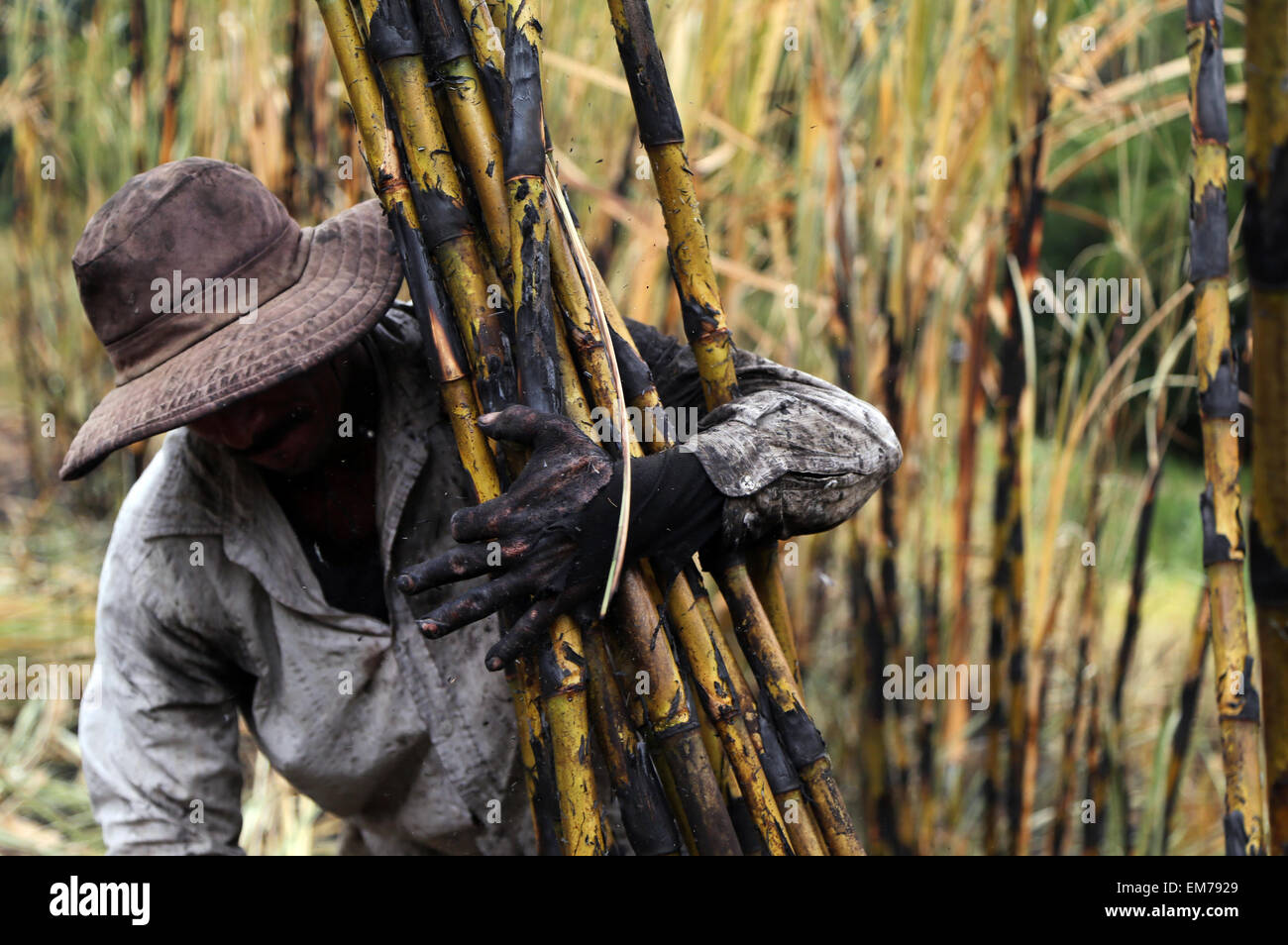 Grecia, Costa Rica. 16th Apr, 2015. An employee holds sugar cane at a ...