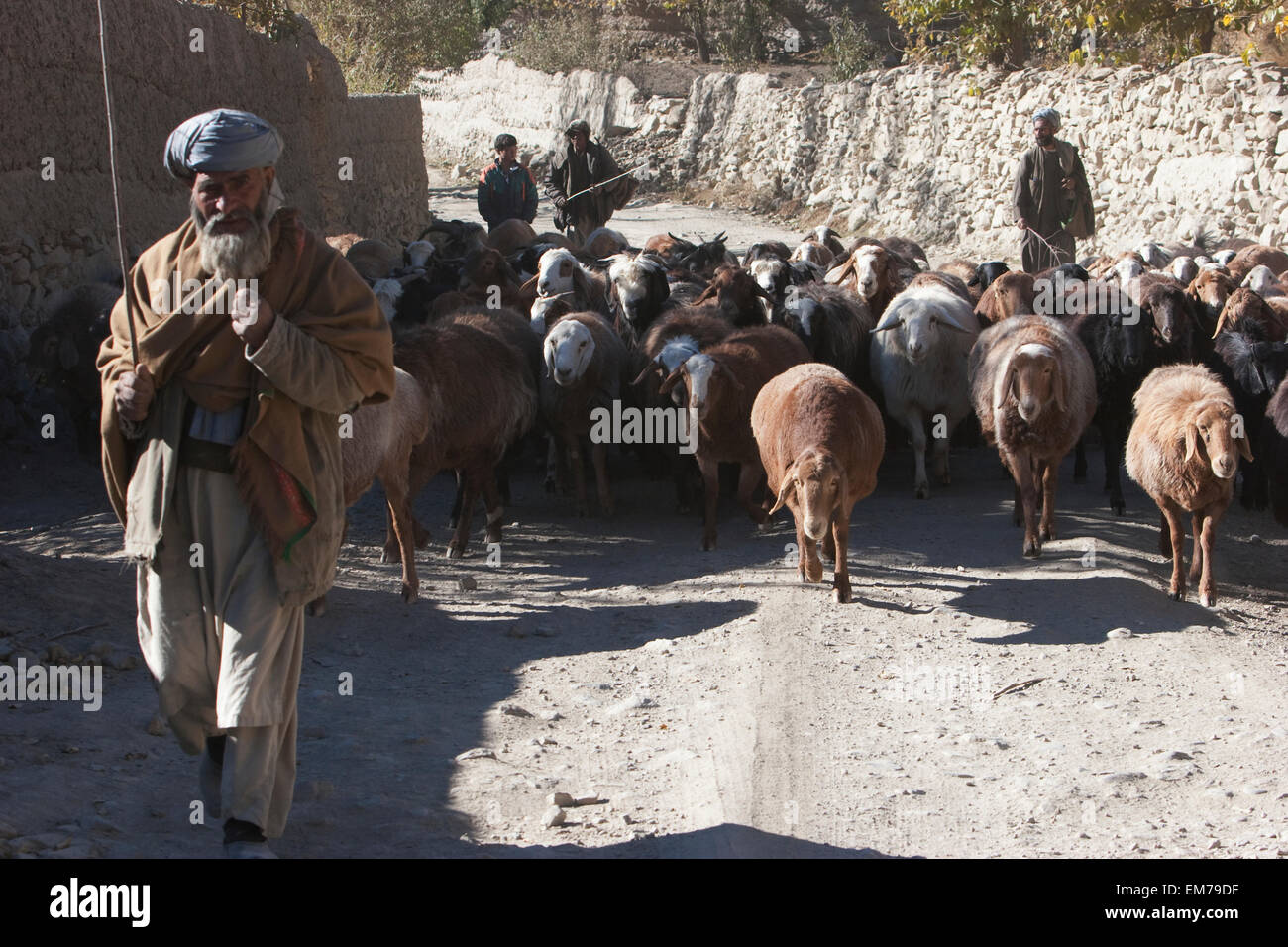Afghan Shepherd And His Flock Of Sheep In Shekh Ali, Parwan Province ... Afghan Shepherd And His Flock Of Sheep In Shekh Ali, Parwan Province ...