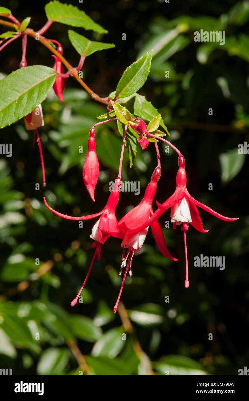 Fuchsia hybrida, Red and White Fuchsia in Sherbrooke, Melbourne ...